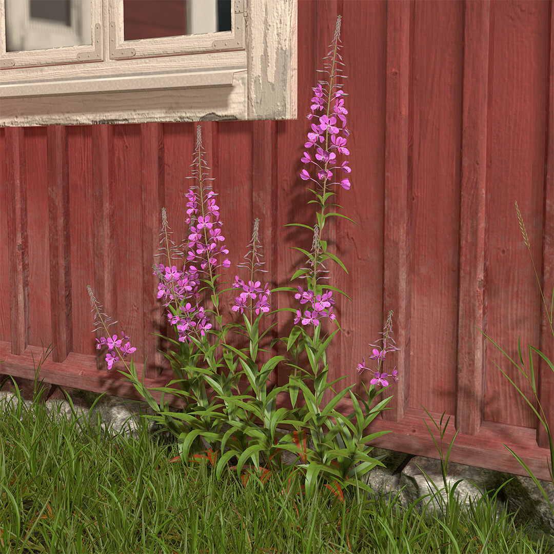 ArtStation - Plant Studies 7 - Fireweed