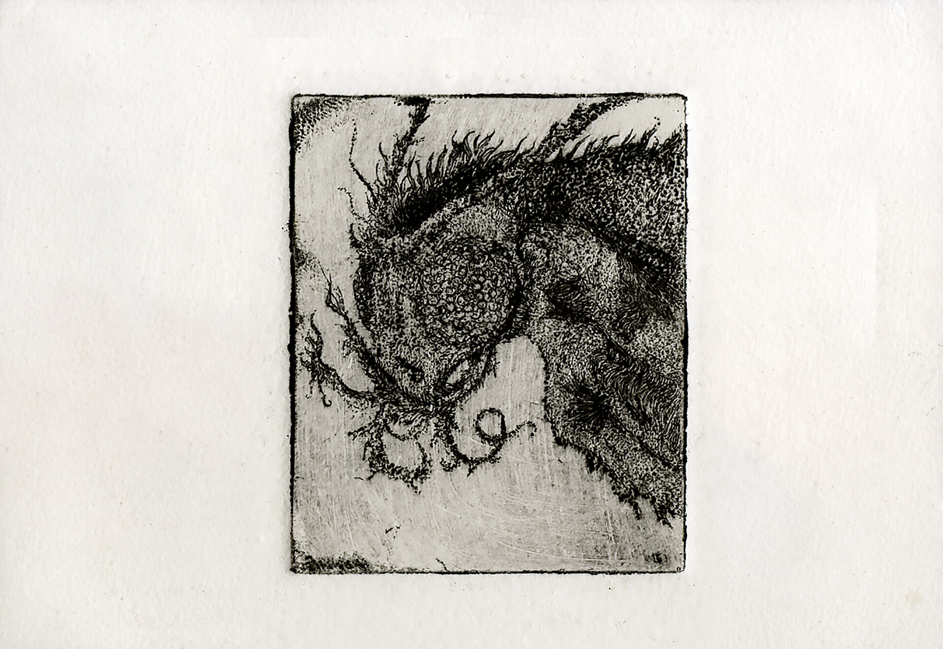 ArtStation - Traditional Intaglio Etching Prehistoric Insect Illustration