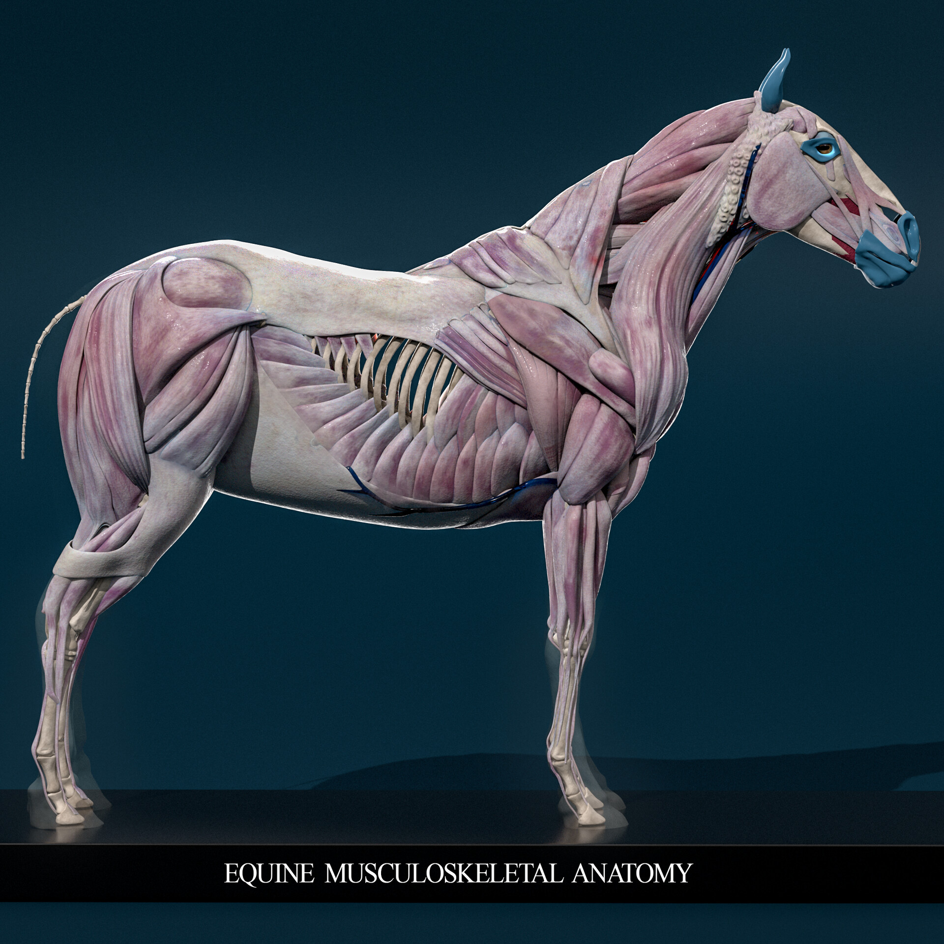 ArtStation - Horse Ecorche Study