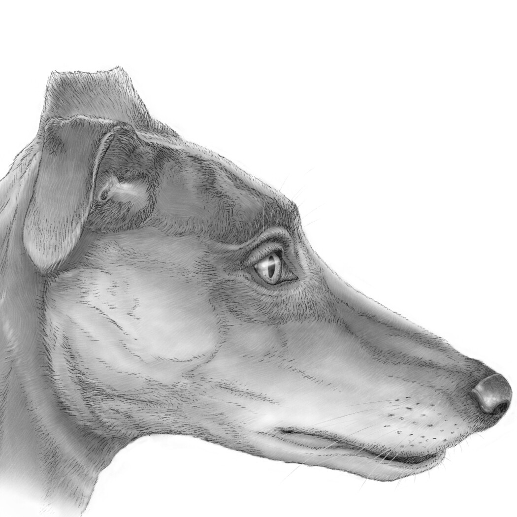 ArtStation - Dog Gastrointestinal Tract