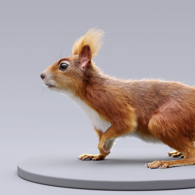 ArtStation - Squirrel update