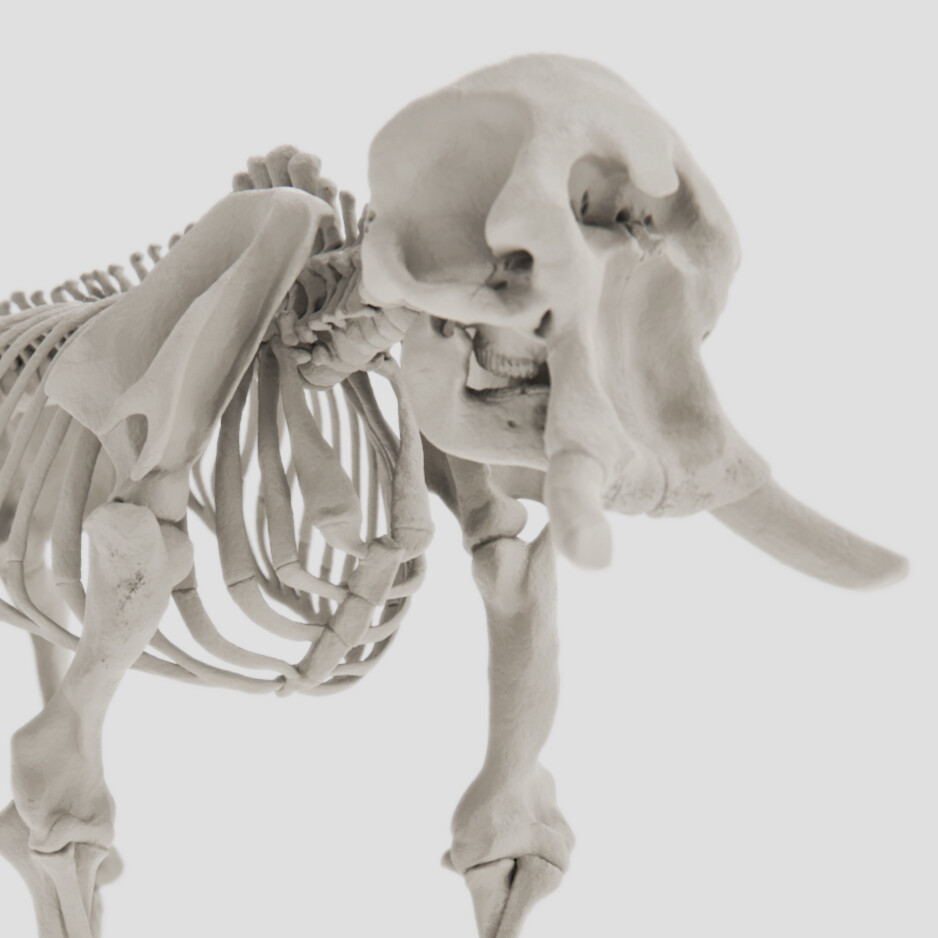 ArtStation - African Elephant Skeleton
