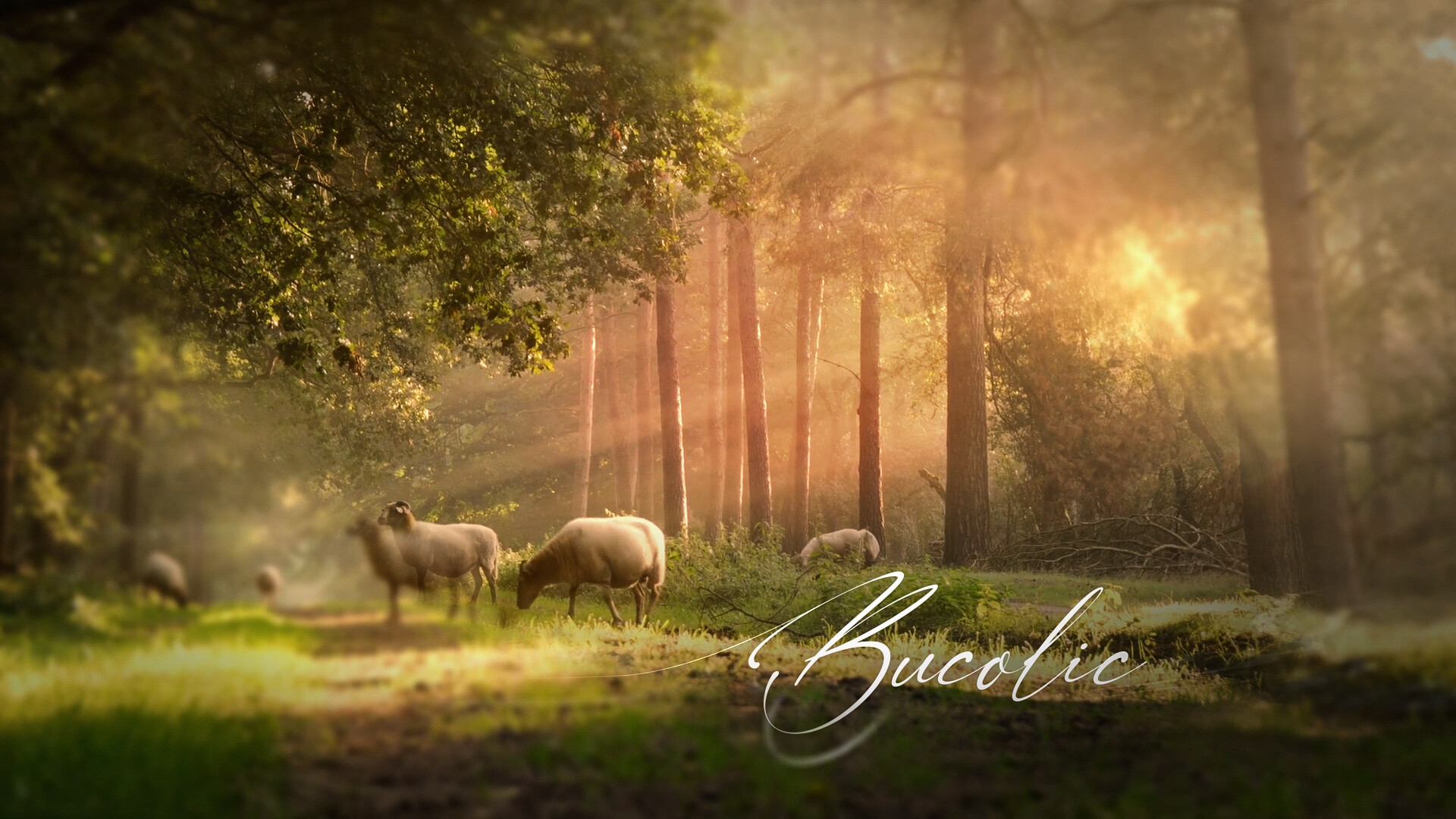 ArtStation - BUCOLIC