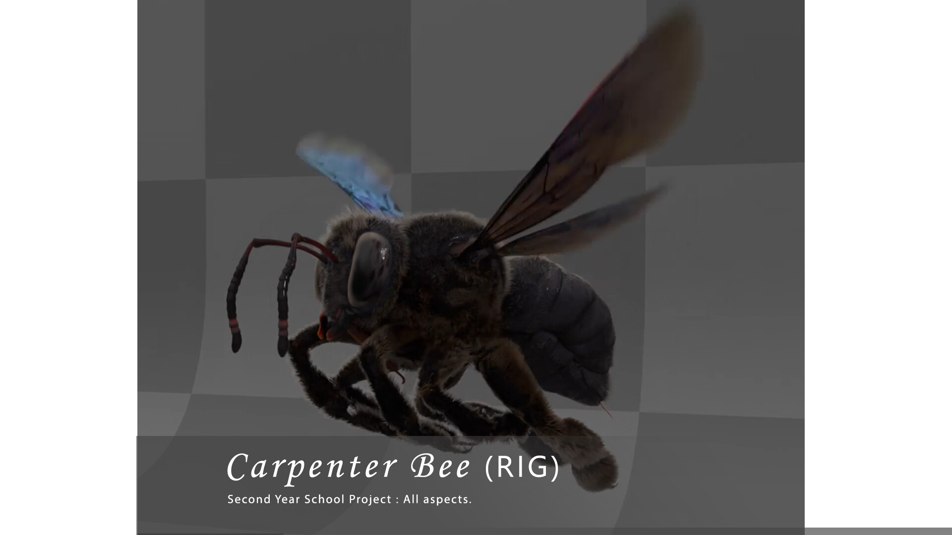 ArtStation - Carpenter Bee (Insect RIG)
