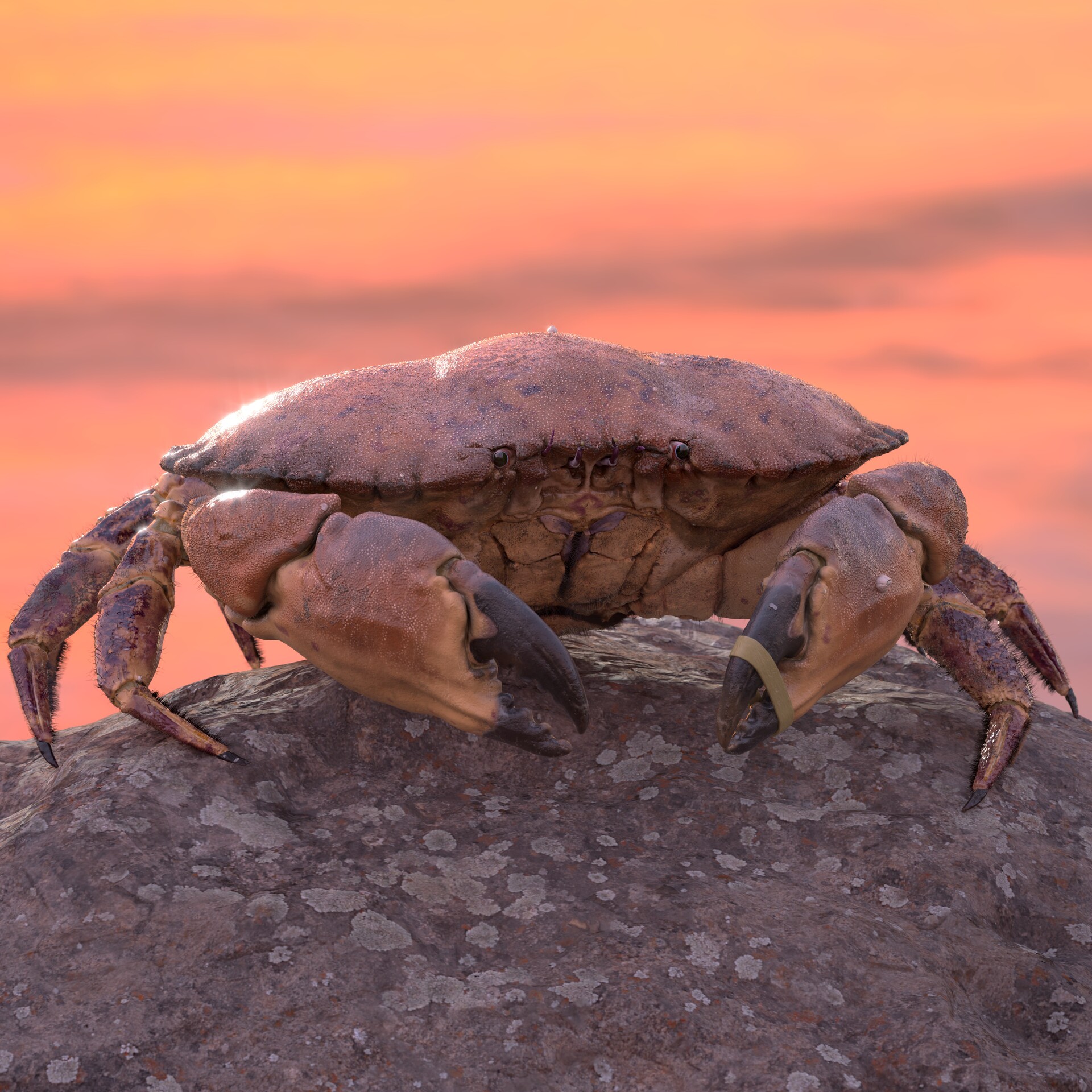 ArtStation - The Brown Crab (Cancer Pagurus)