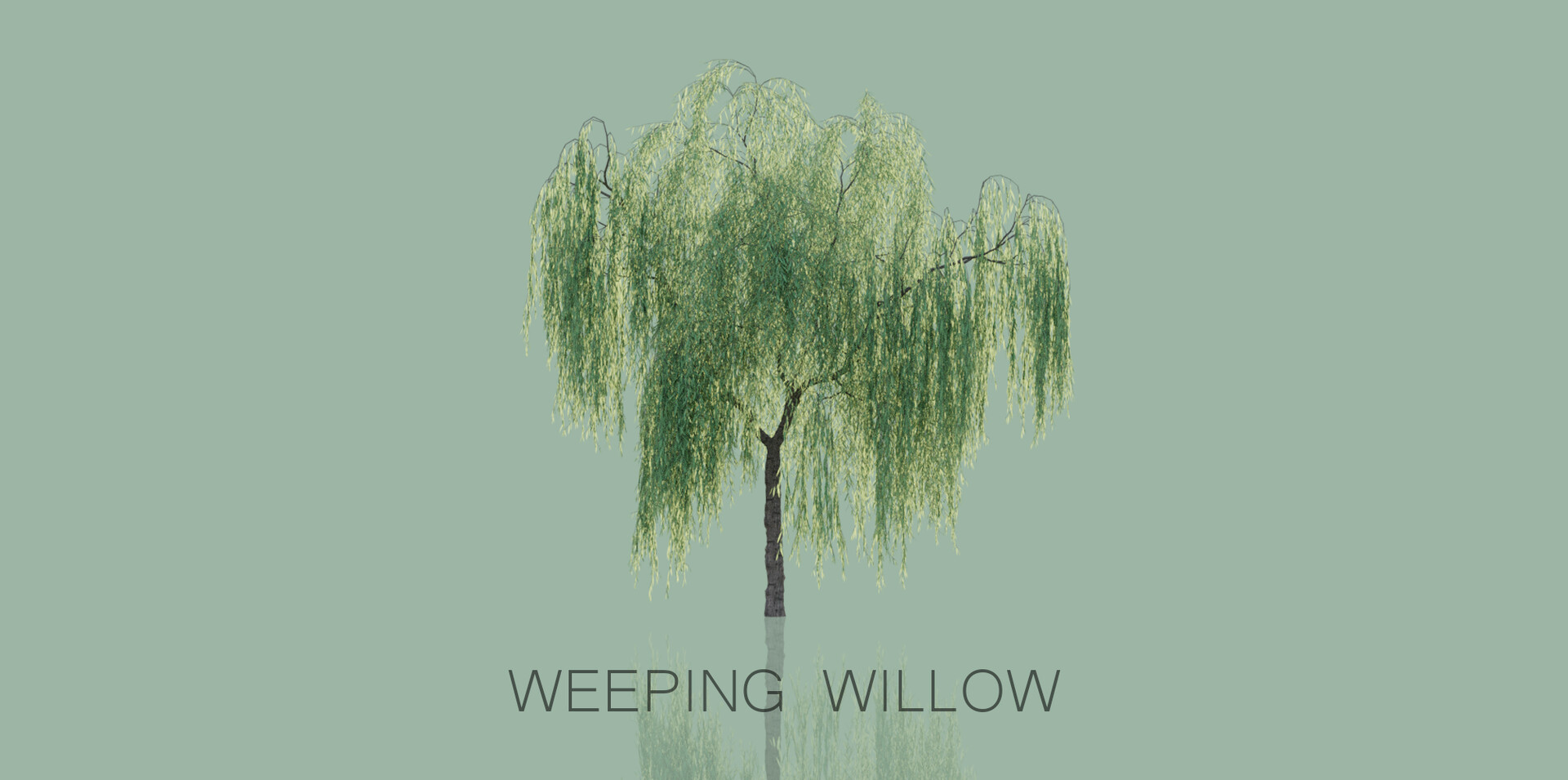 ArtStation - Weeping Willow