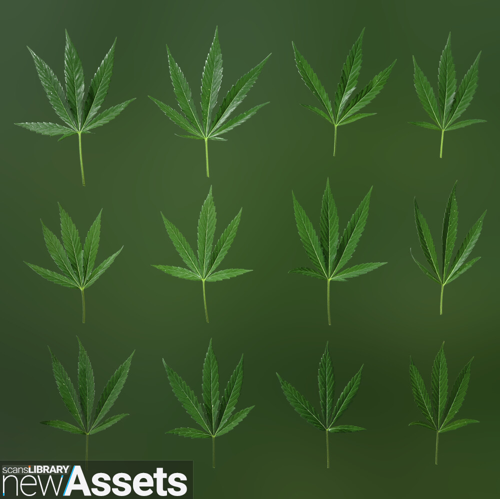ArtStation - Cannabis sativa / Marijuana