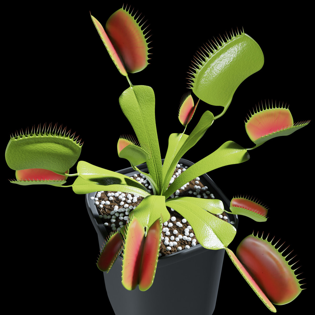 ArtStation - 3D Venus flytrap