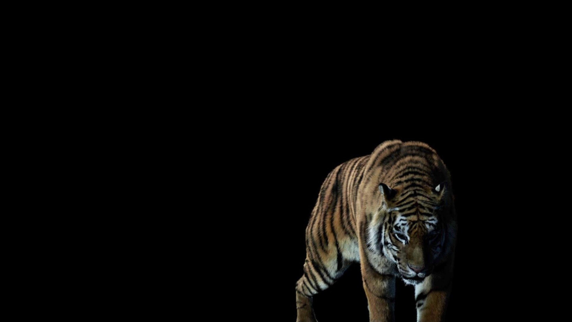 ArtStation - Tiger Animation