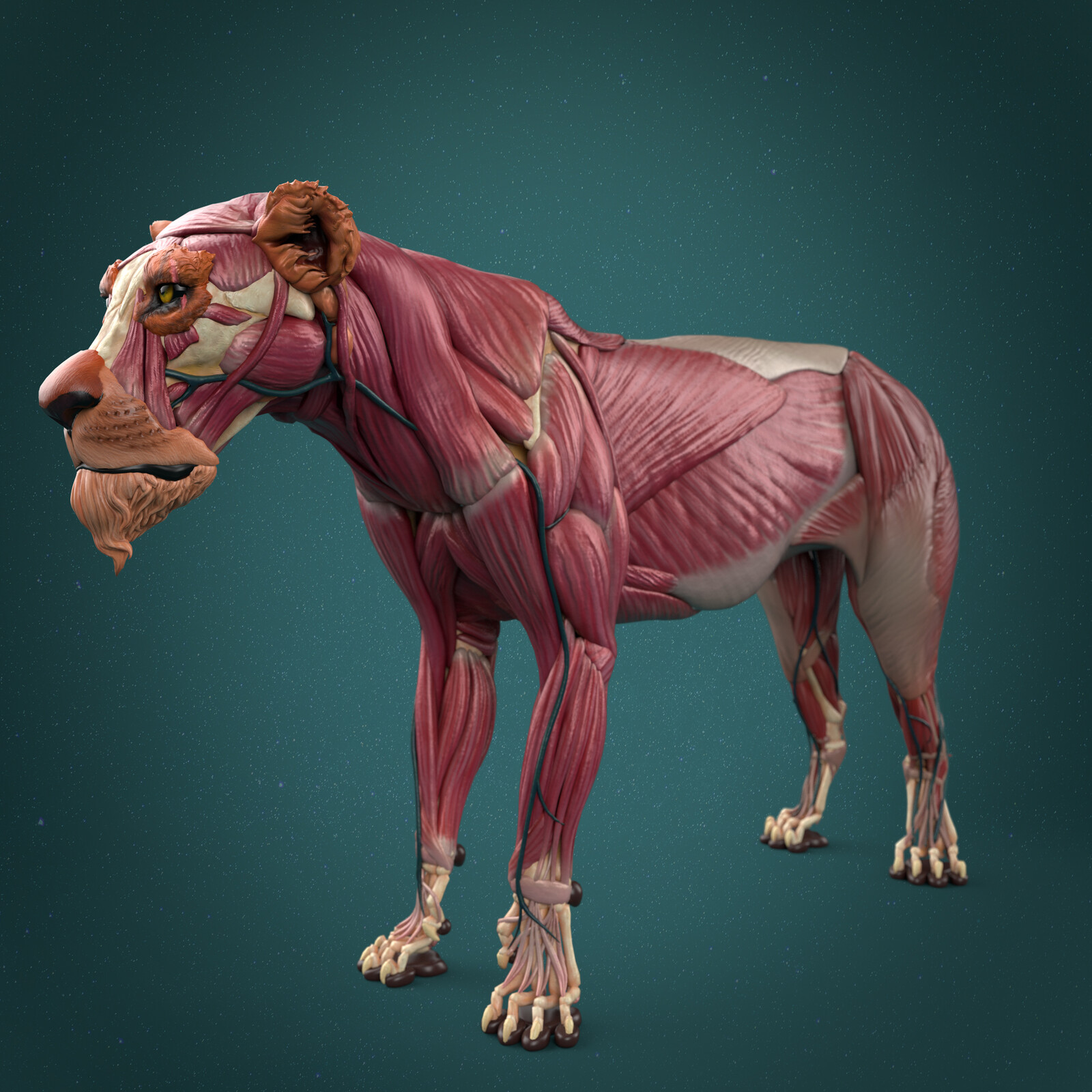 Art By James SIMON - Anatomy Studies