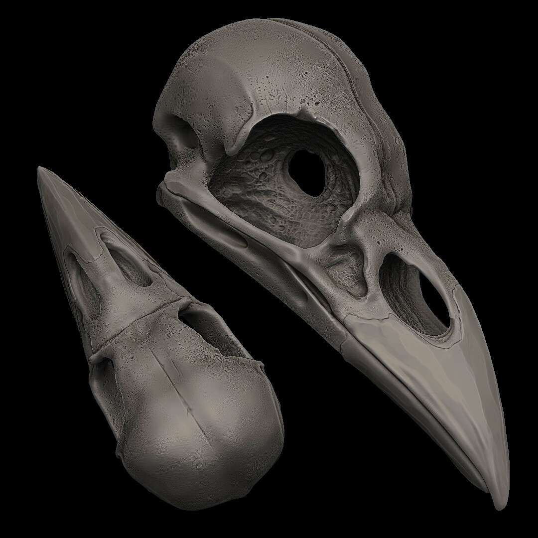 ArtStation - Crow's Skull&Paw