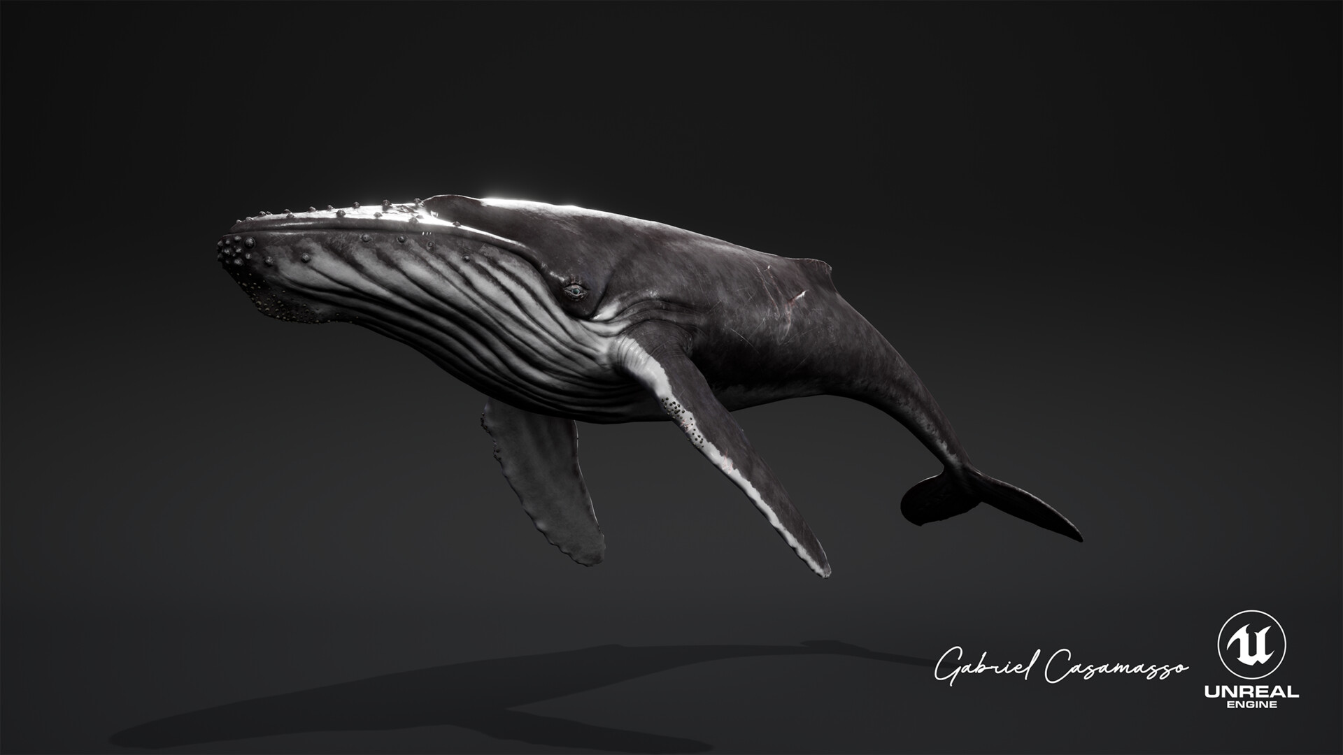 ArtStation - Megaptera novaeangliae