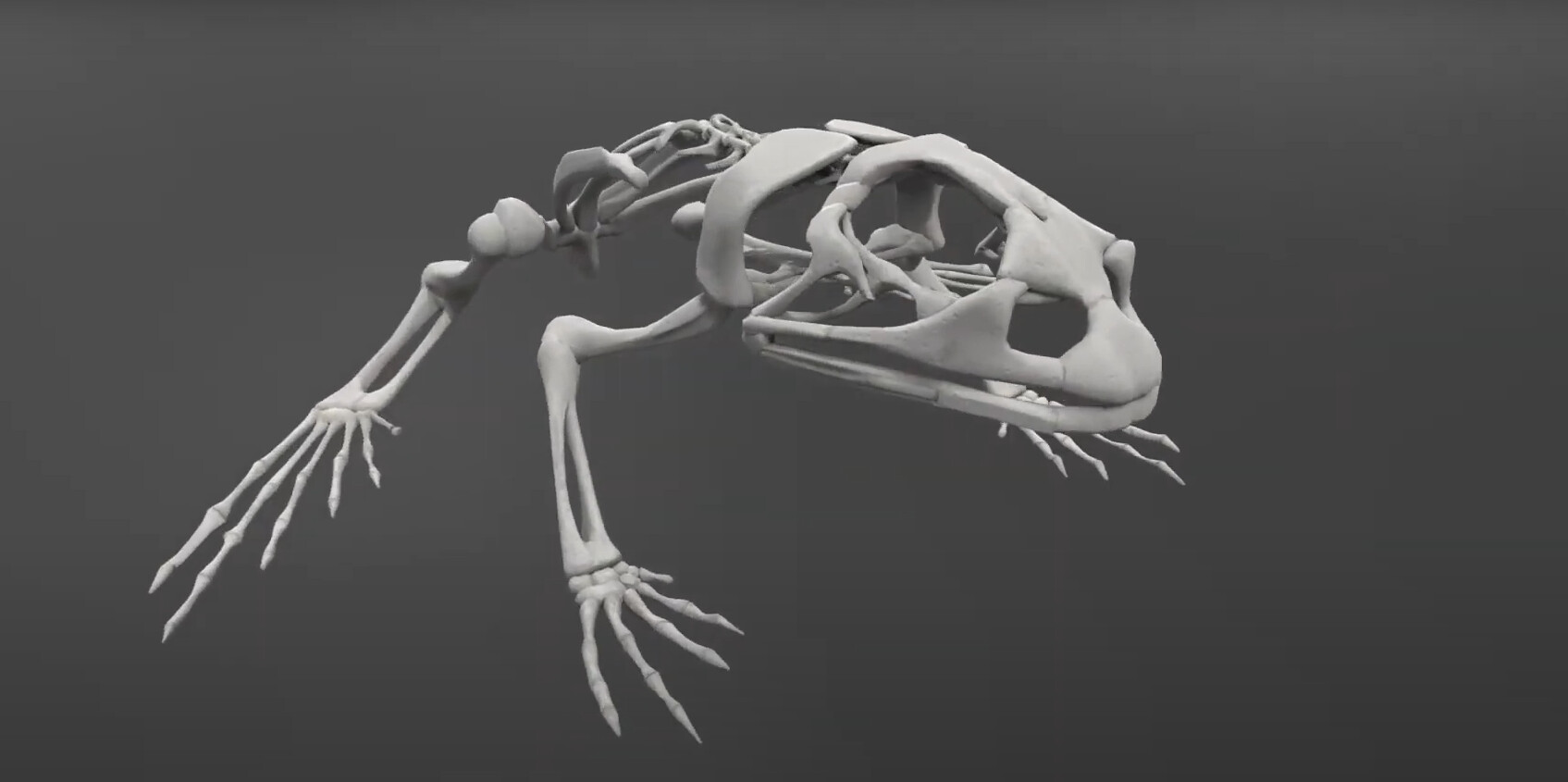 ArtStation - Frog skeleton creation pipeline