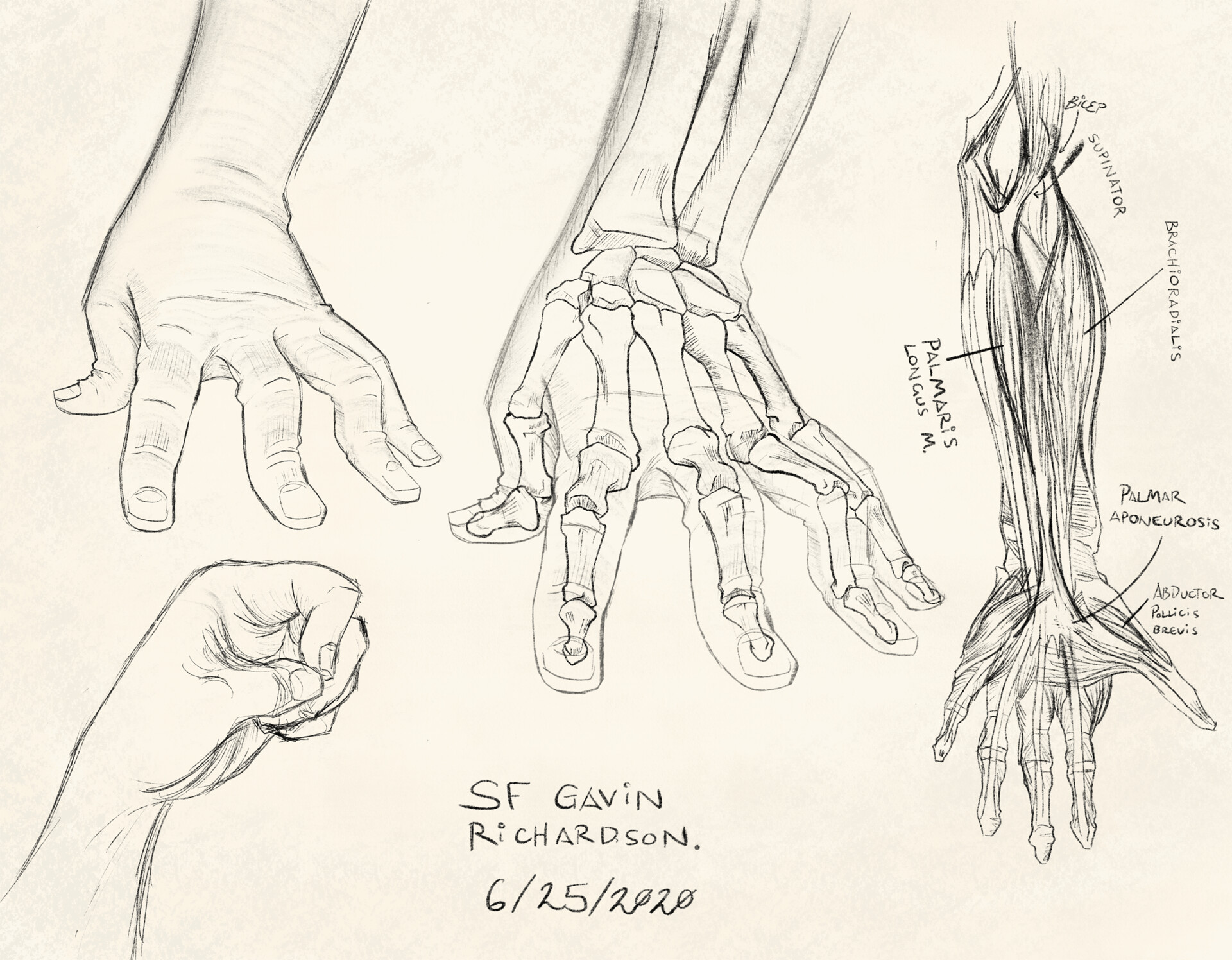 ArtStation - Anatomy Studies