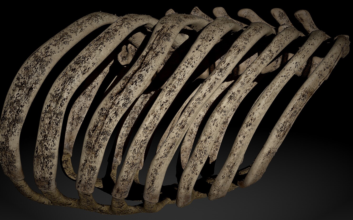 ArtStation - Ribs and spine