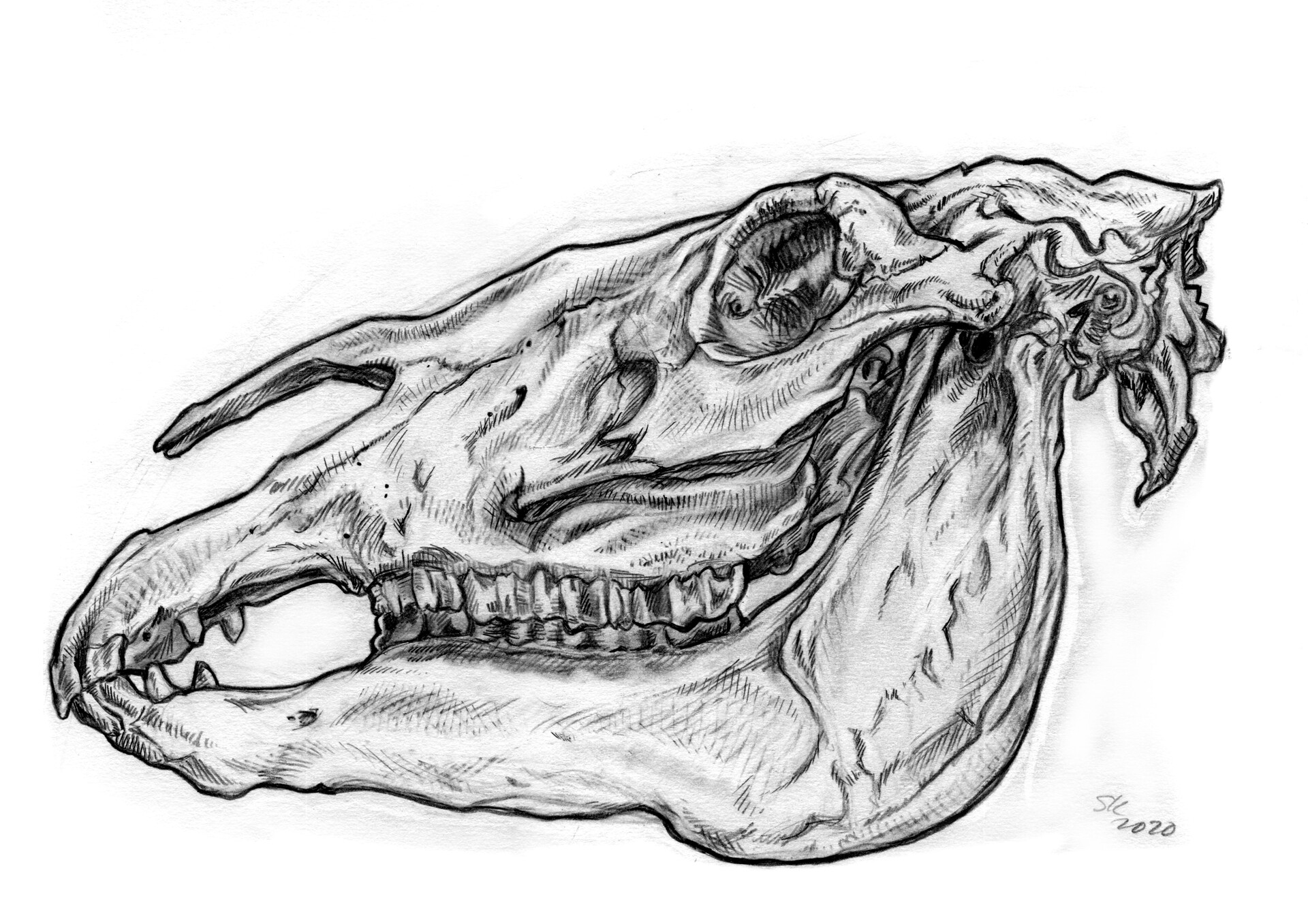 ArtStation - Horse Skull Studies