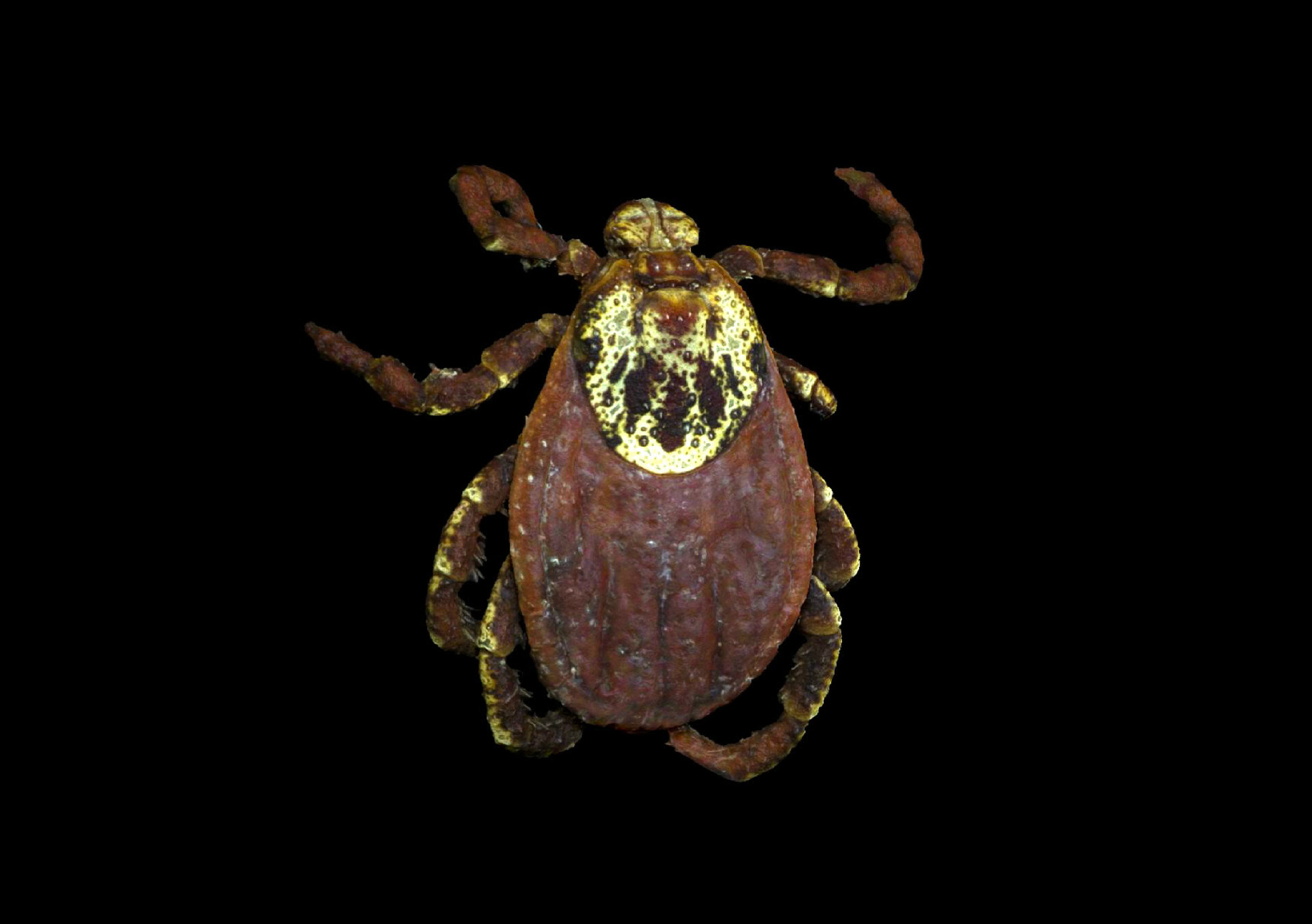 ArtStation - Photogrammetry of a tick