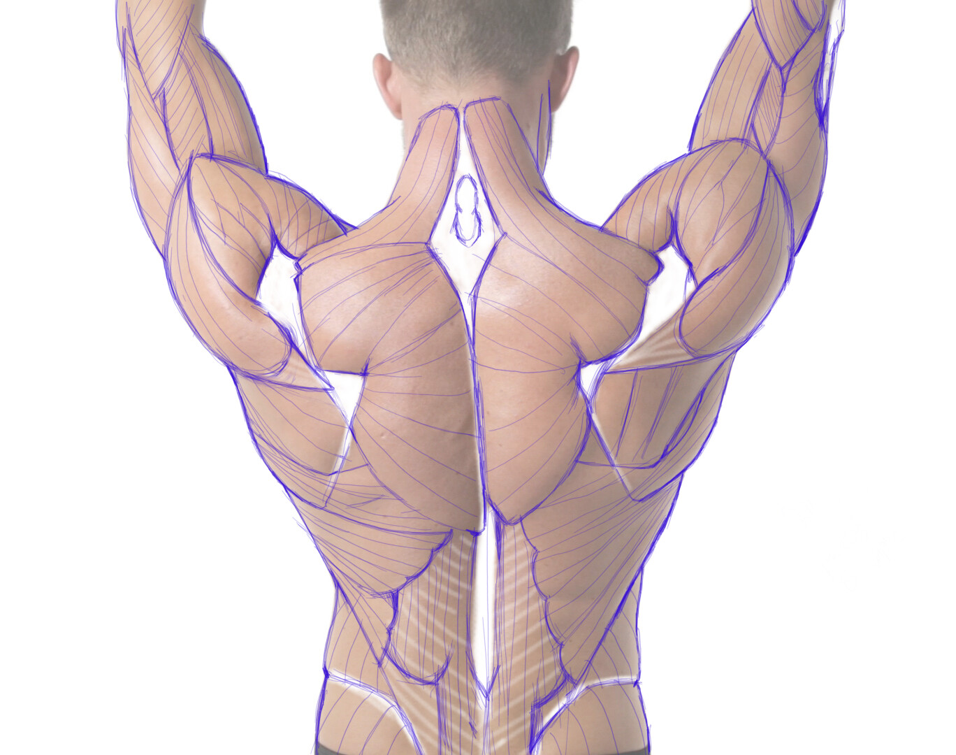 ArtStation - Proko Anatomy Traces