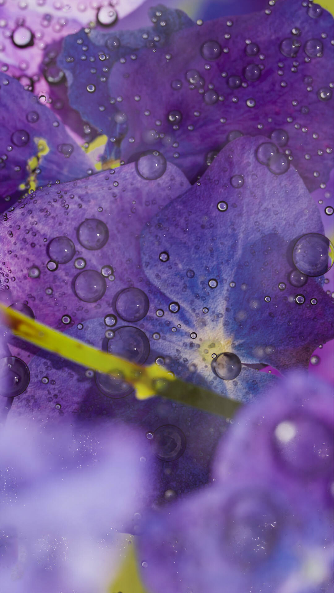 ArtStation - Dew-Dropped