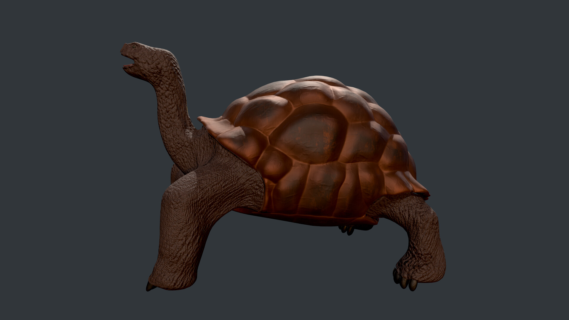 ArtStation - Turtle