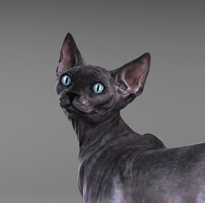 ArtStation - Sphynx Cat