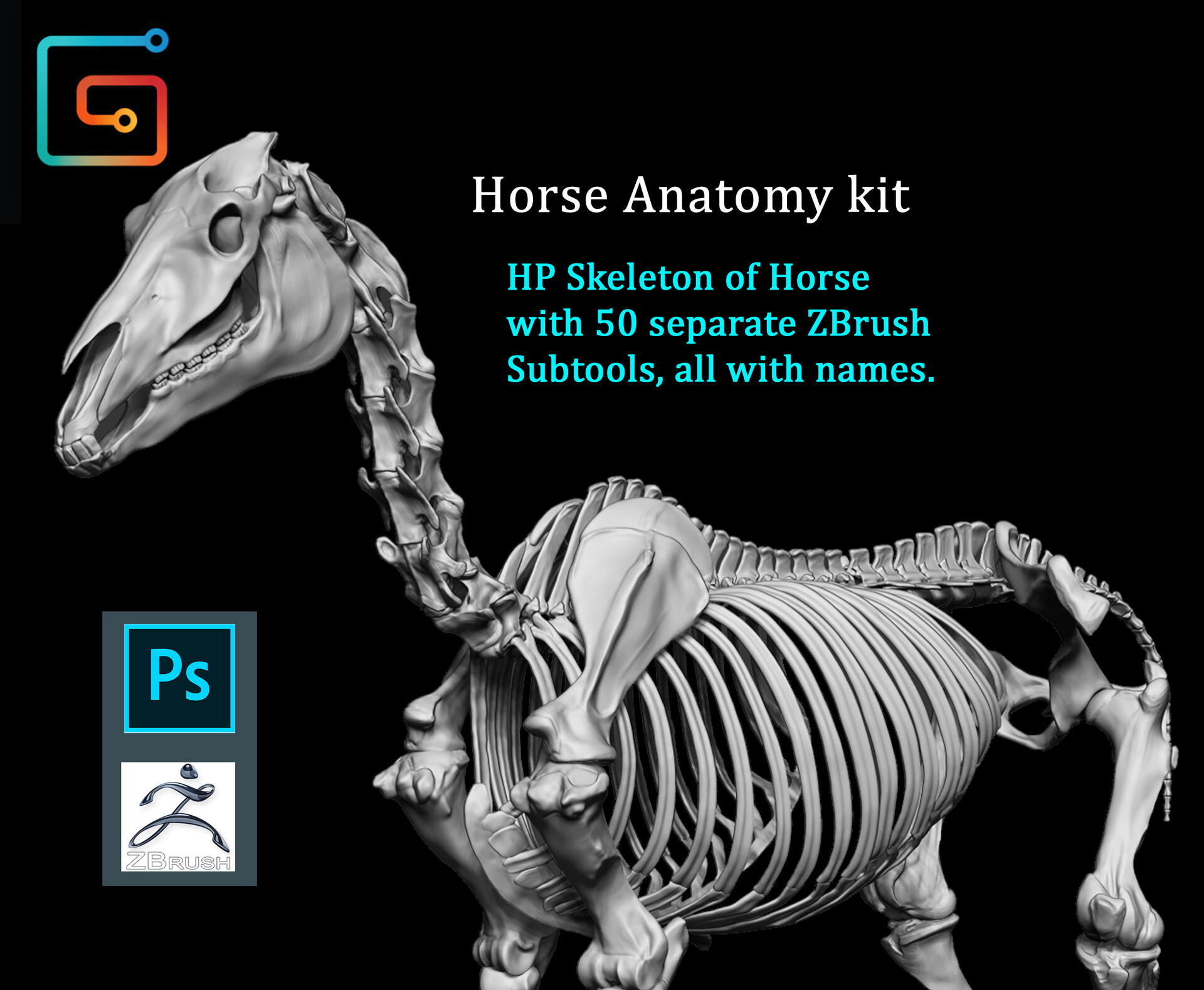 ArtStation - Horse Anatomy Kit (Skeleton)