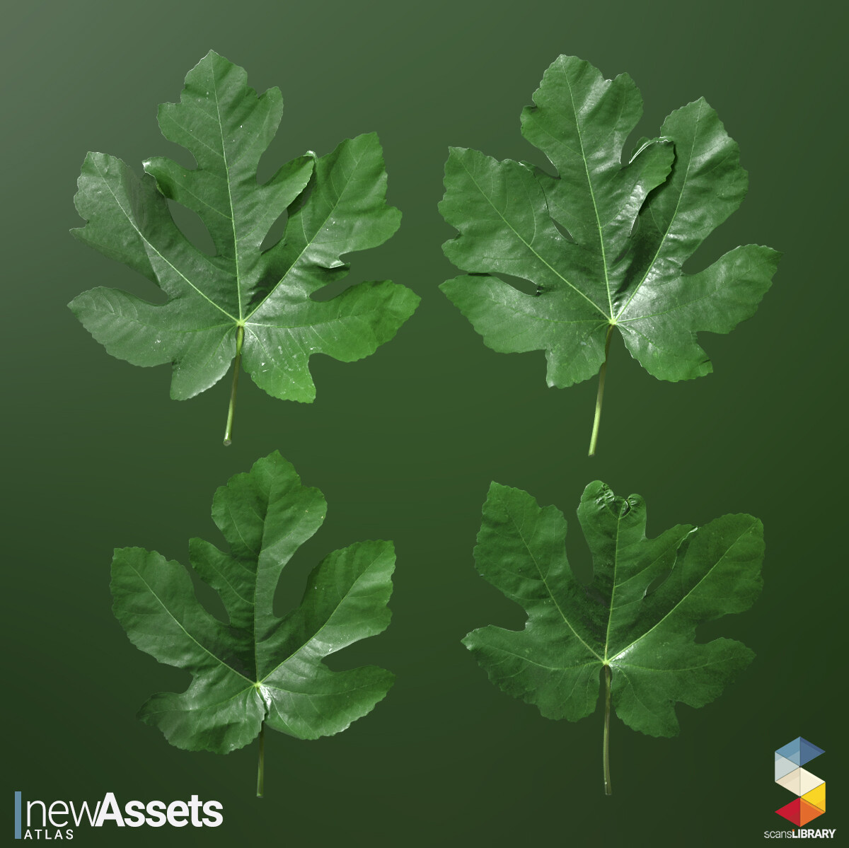 ArtStation - NEW - Ficus carica