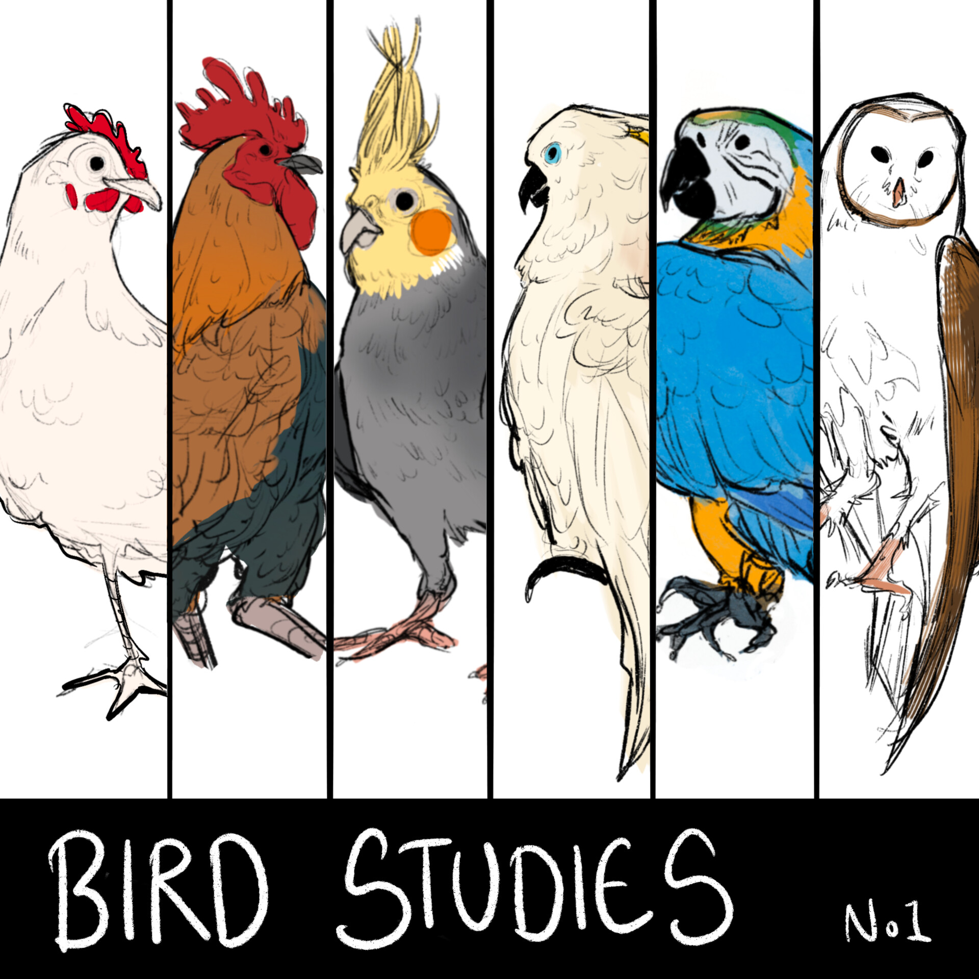ArtStation - Bird Studies