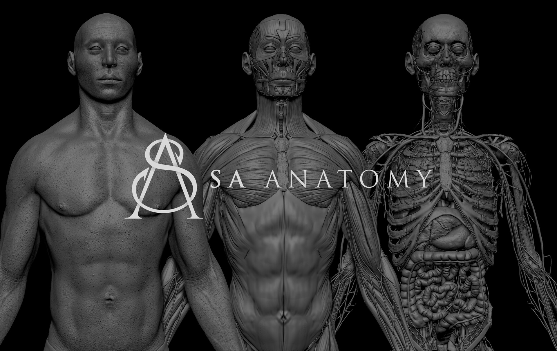 ArtStation - HD Human Anatomy 3D Models