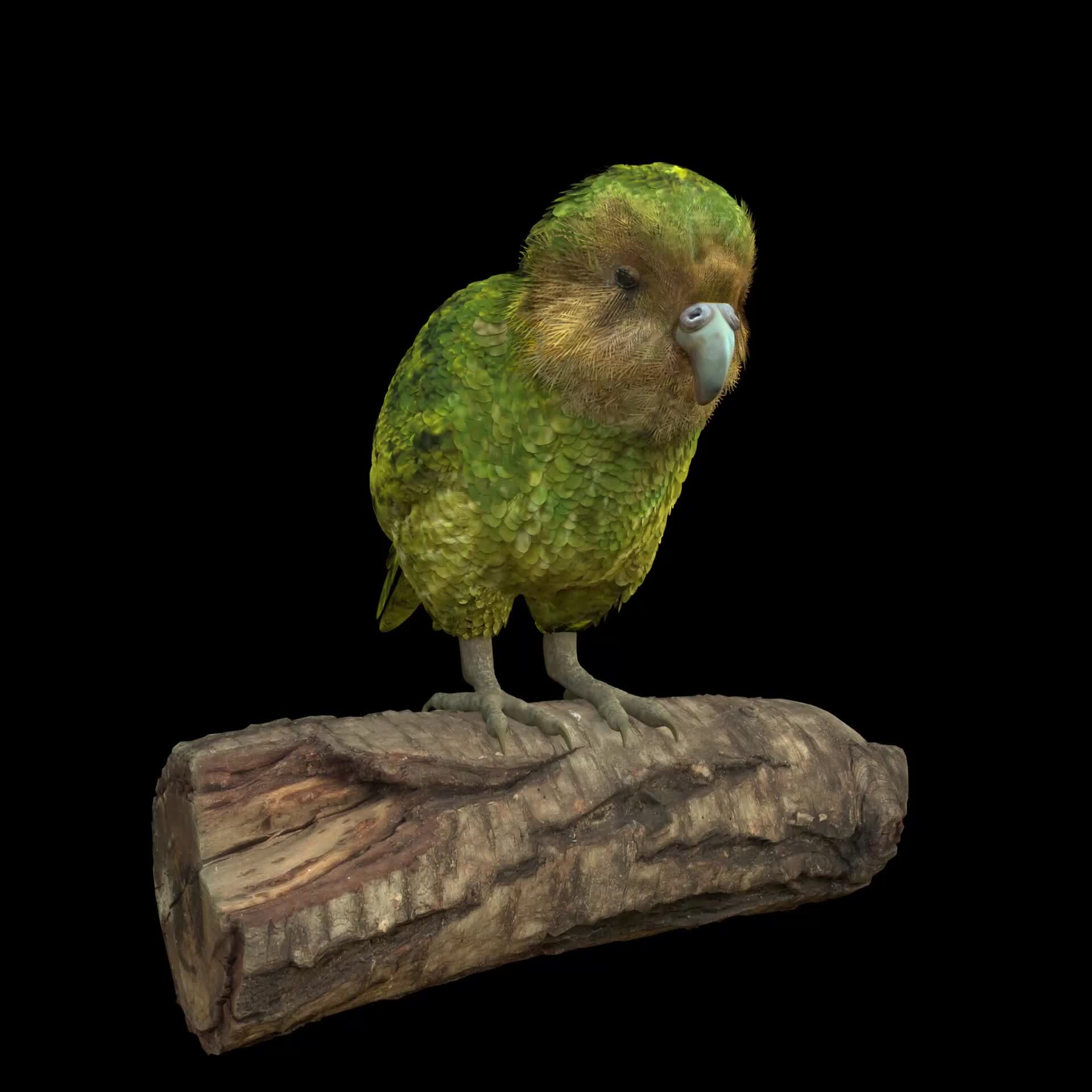ArtStation - 3D model Kakapo
