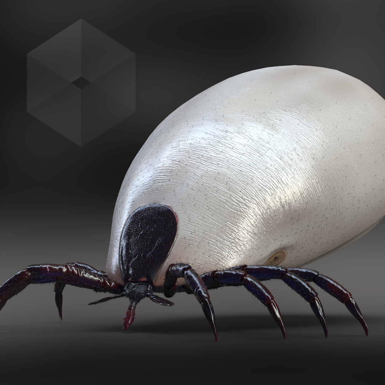 Roman Mrazek - Castor bean tick ( Ixodes ricinus )