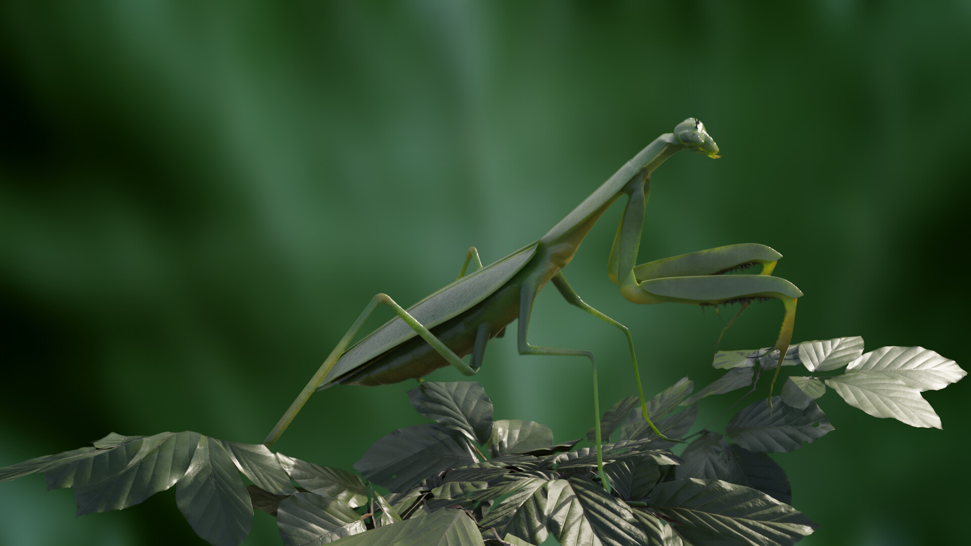 ArtStation - Praying Mantis