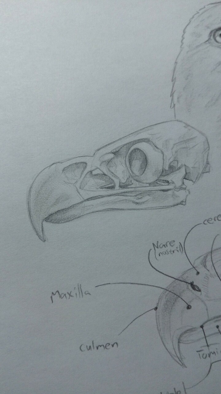 ArtStation - Bald Eagle head study sketches