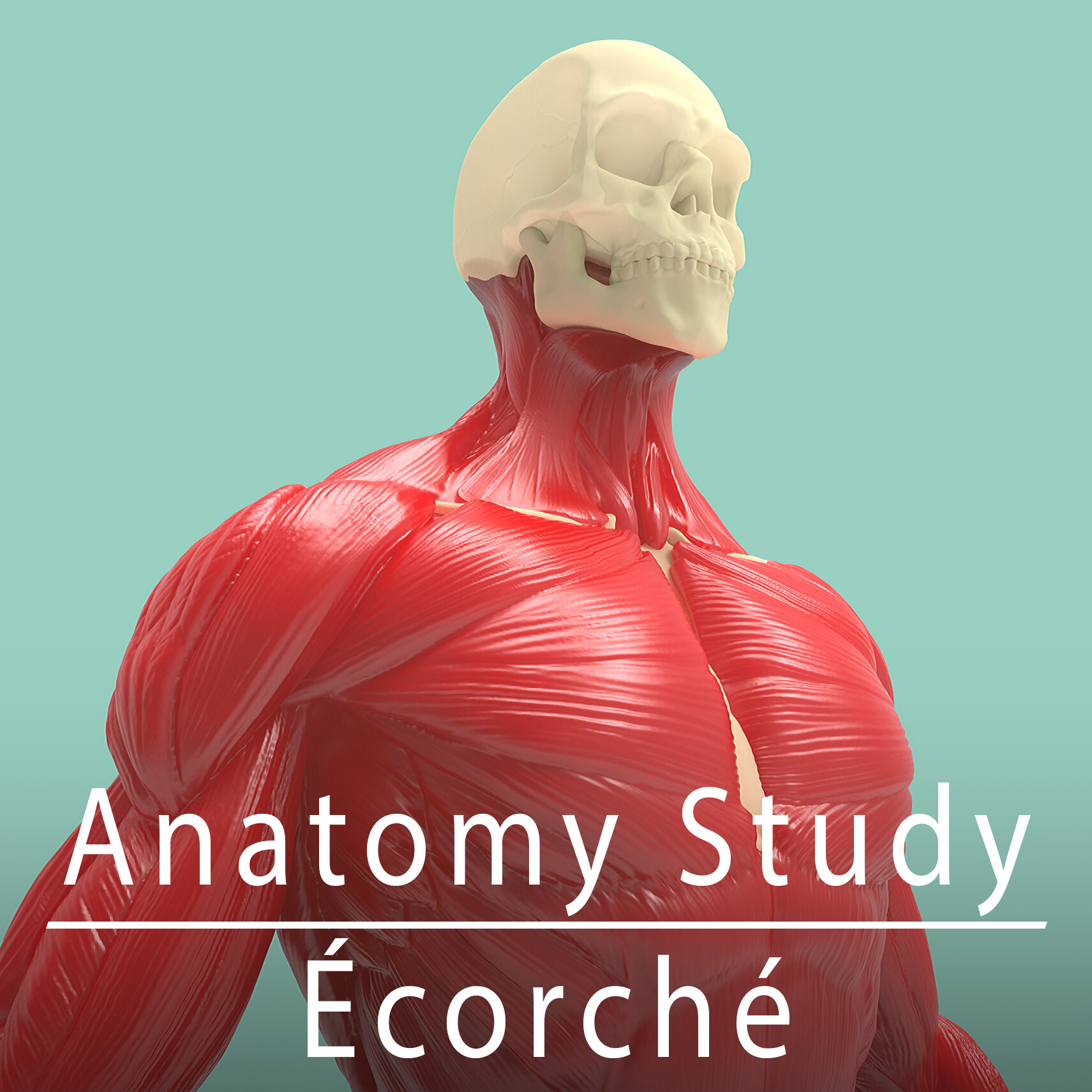 ArtStation - Anatomy Study : Écorché