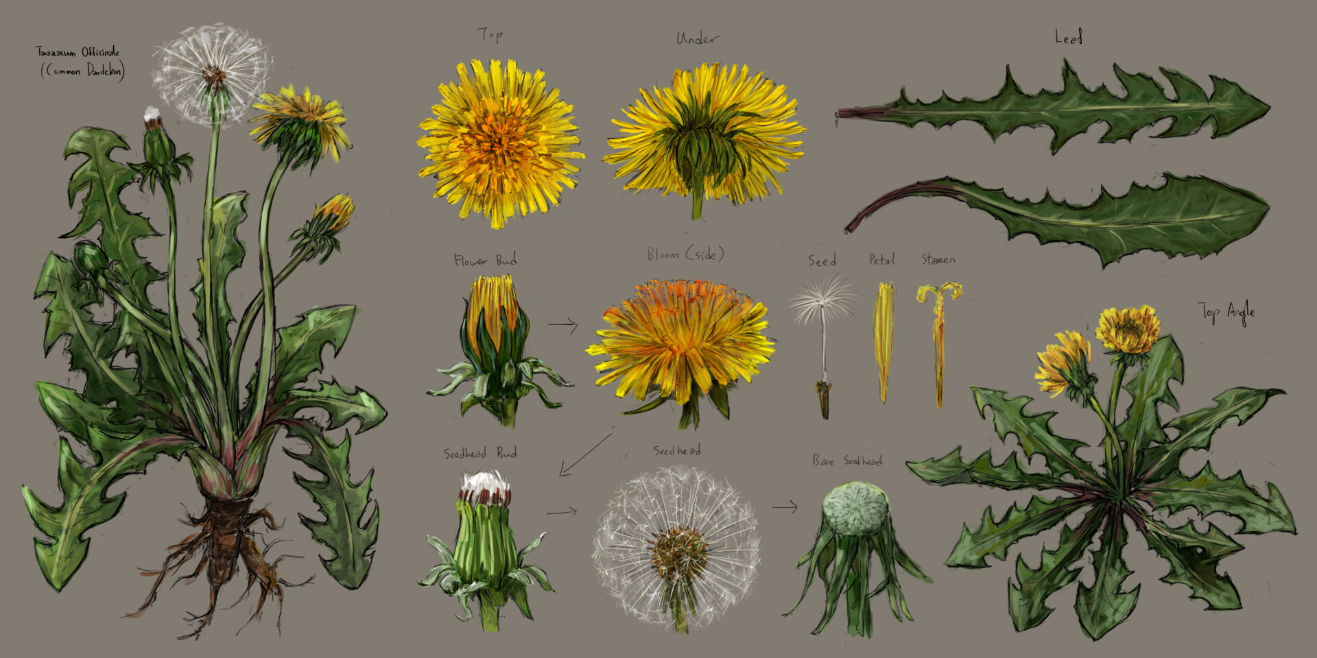 ArtStation - Plant Studies