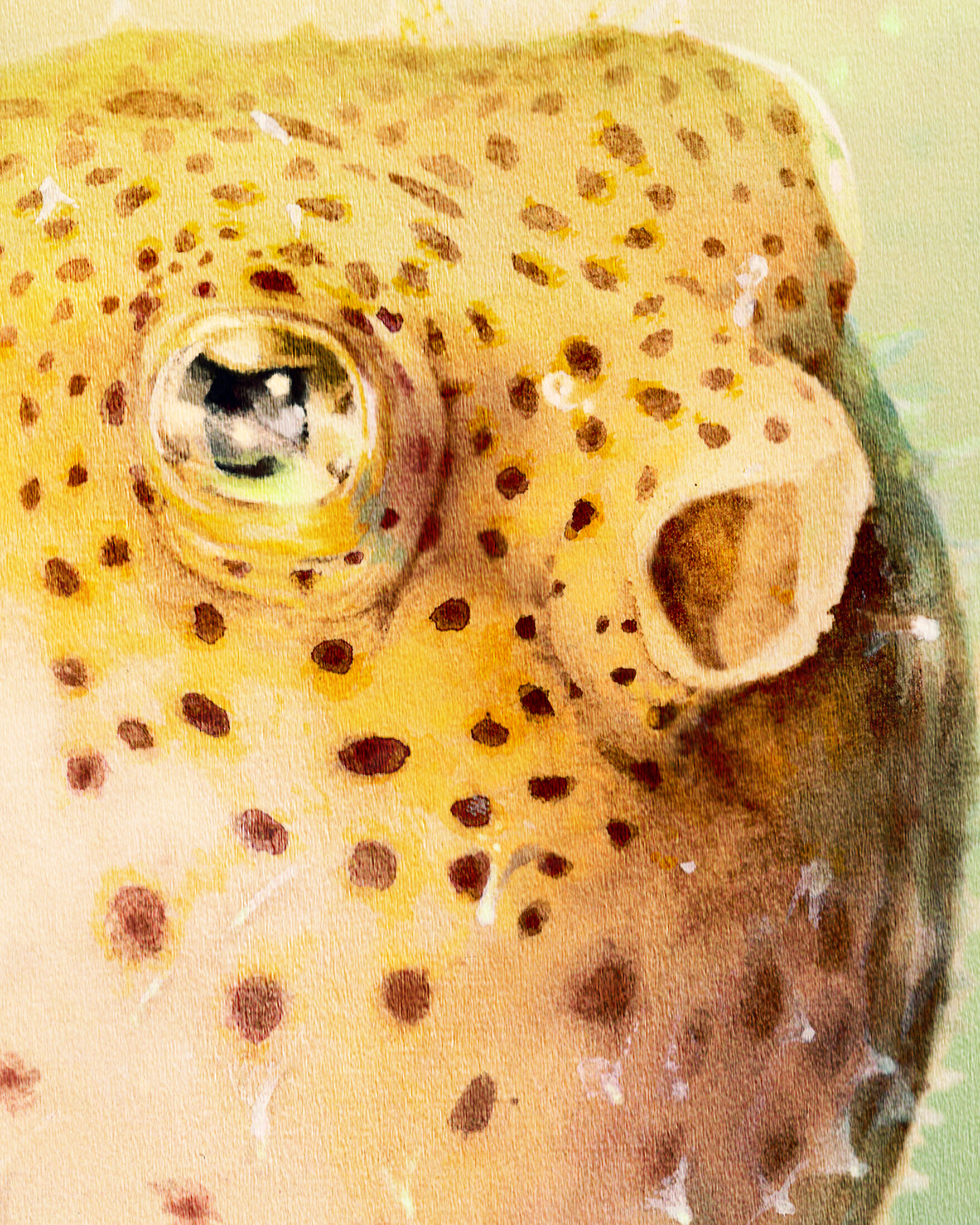 ArtStation - "PUFF FISH"