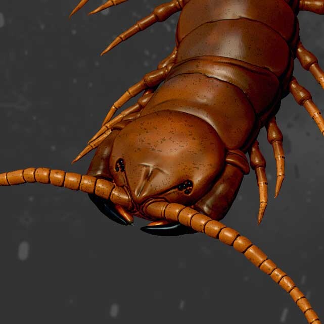 ArtStation - Chilopoda - Fantastic Fauna