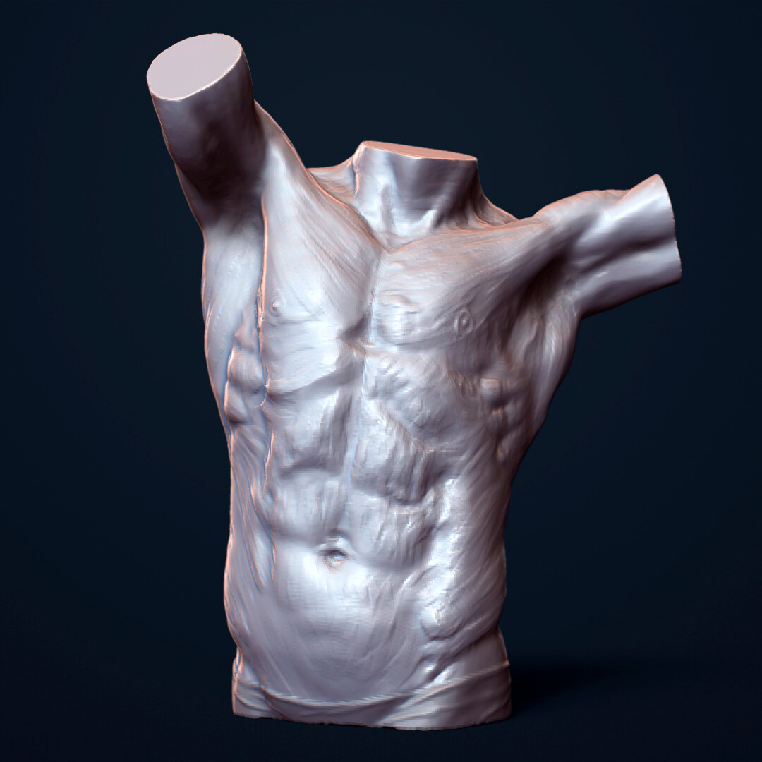 ArtStation - Anatomy Study: Male Torso