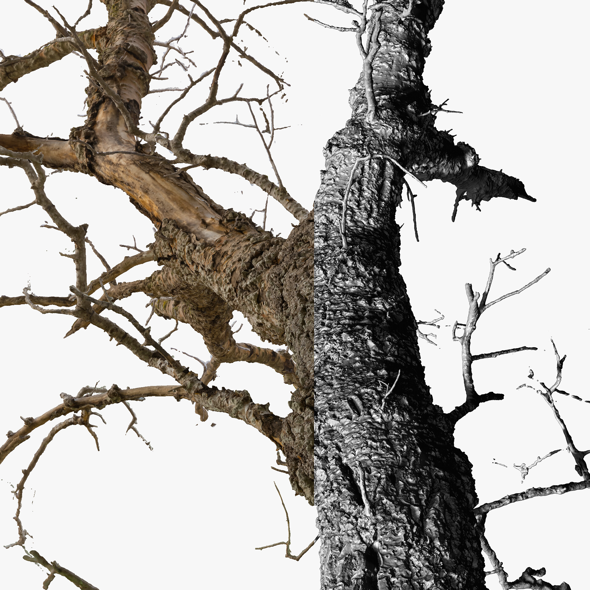 ArtStation - Tree 3D Scan 10x4k or 4x16k Textures
