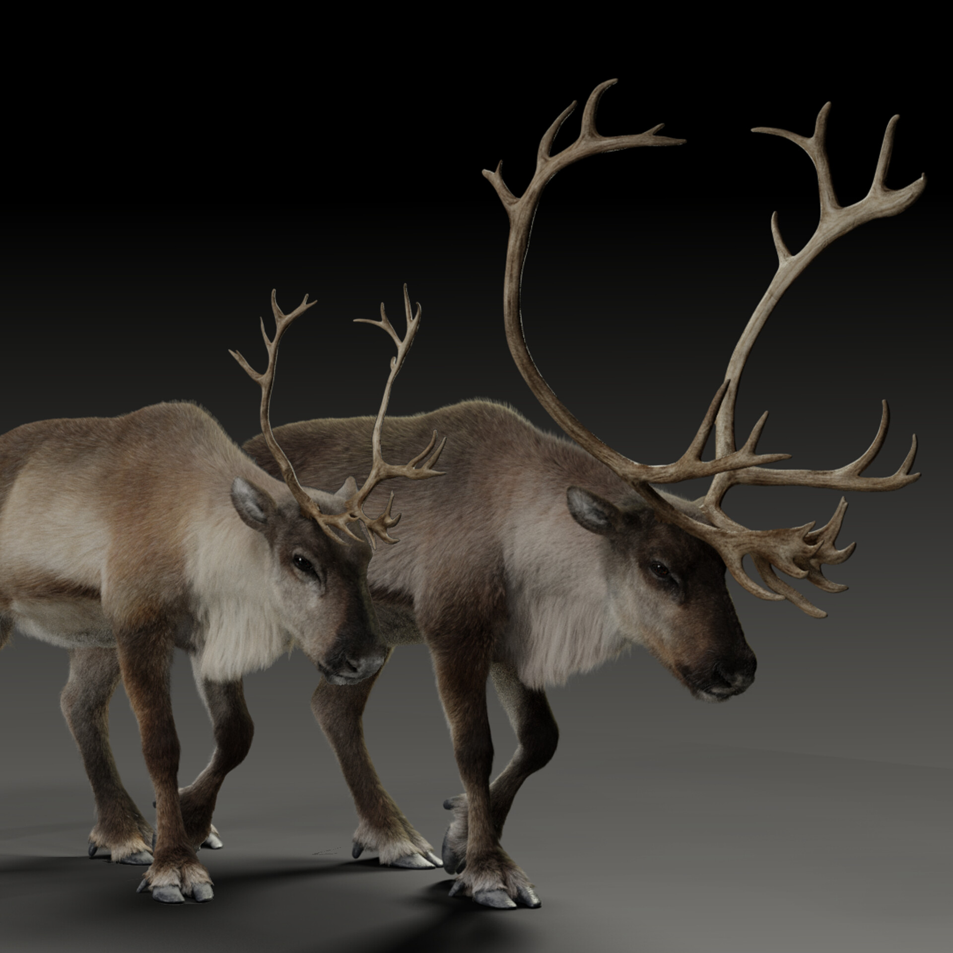 ArtStation - ReinDeer（Male/Female）