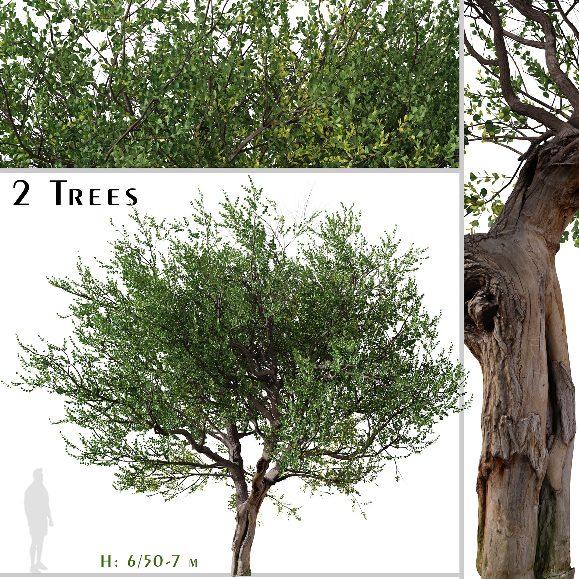 ArtStation - Set of Australian Tea Tree (Leptospermum laevigatum) (2 Trees)