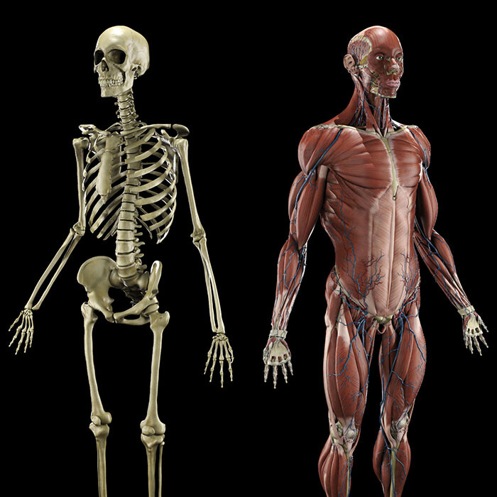 ArtStation - Human Écorché
