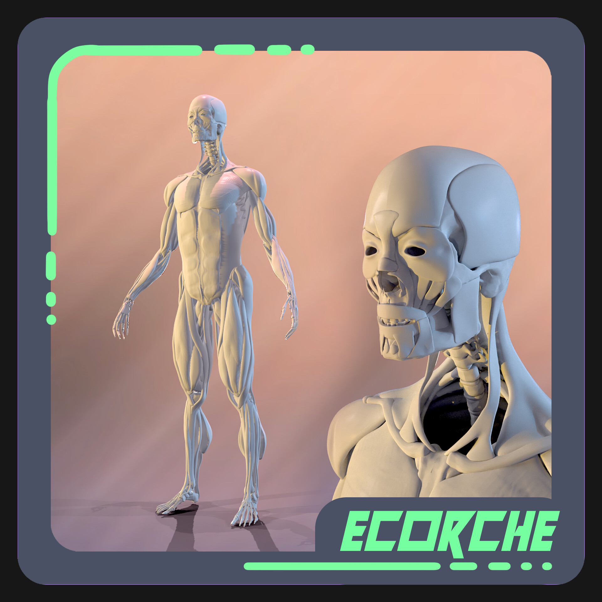 ArtStation - Human Ecorche