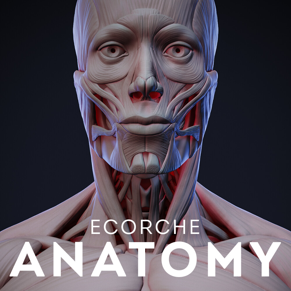 ArtStation - Ecorche Human Anatomy