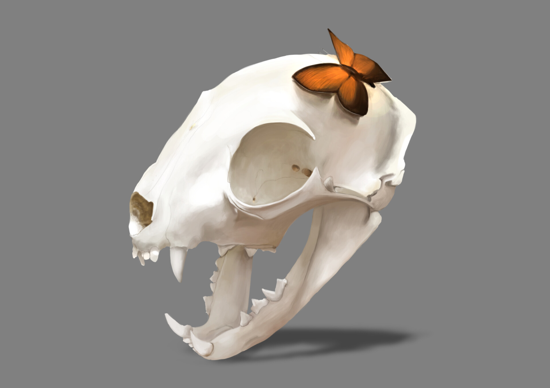 ArtStation - Object Study - Cat Skull