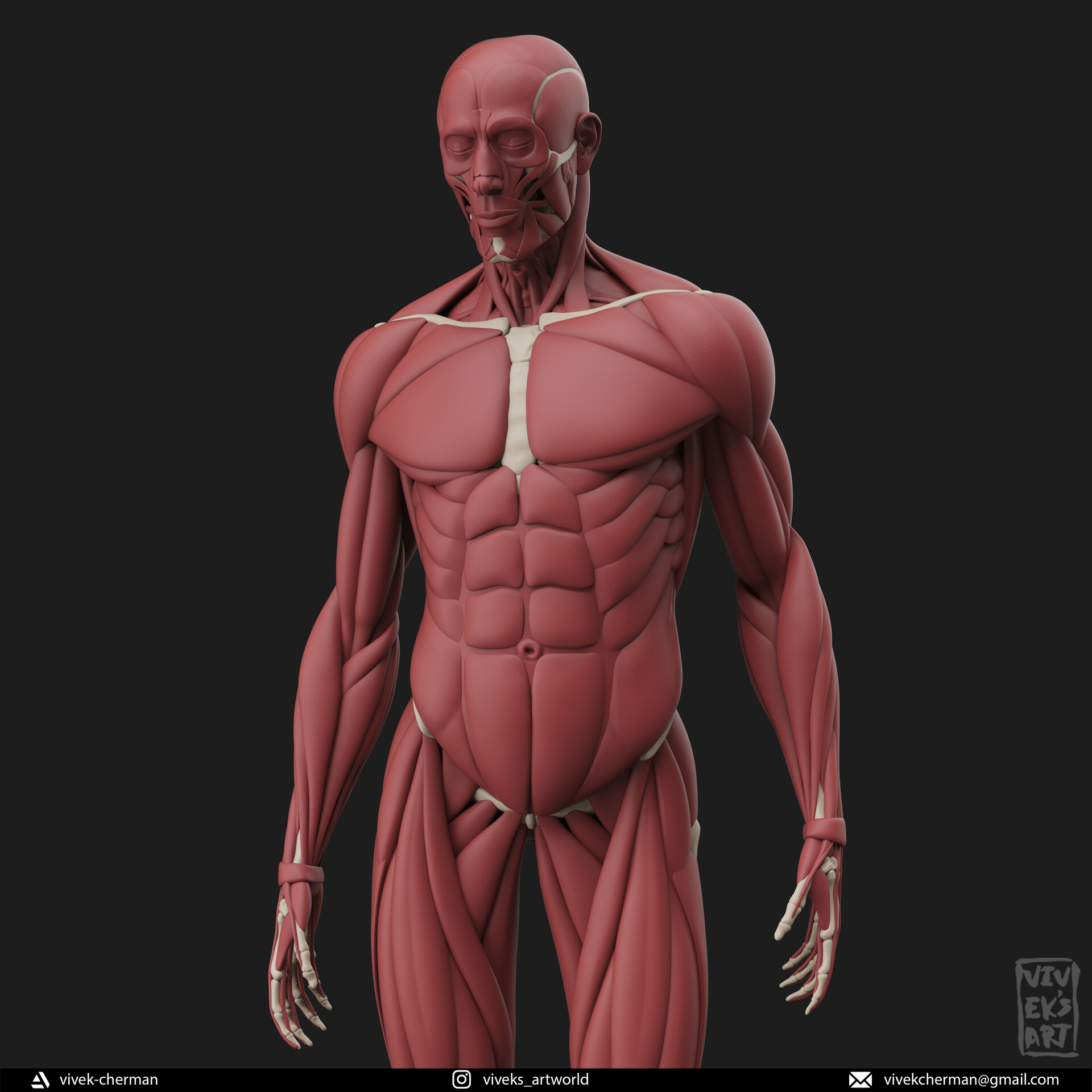 ArtStation - Human Anatomy Study