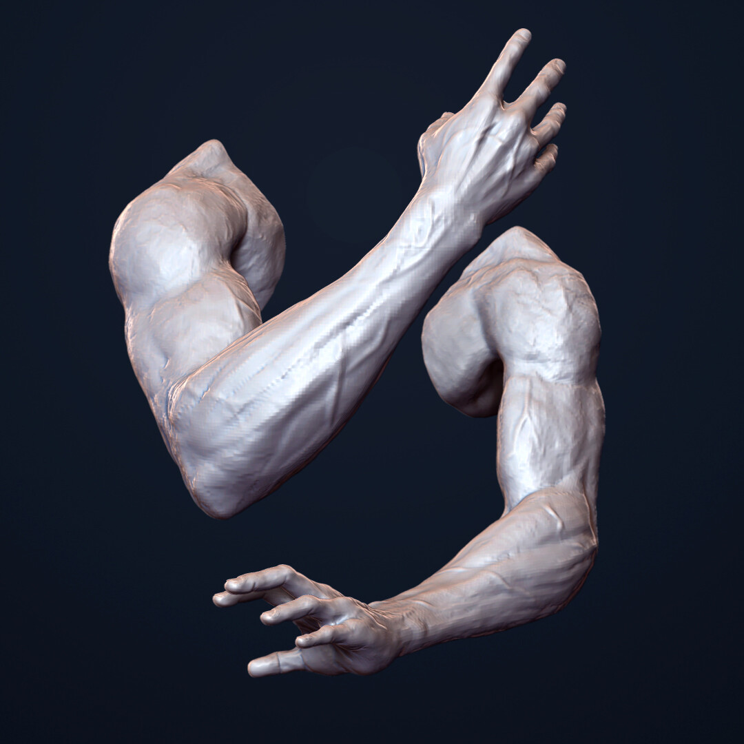 ArtStation - Anatomy Study: Arms and Hands