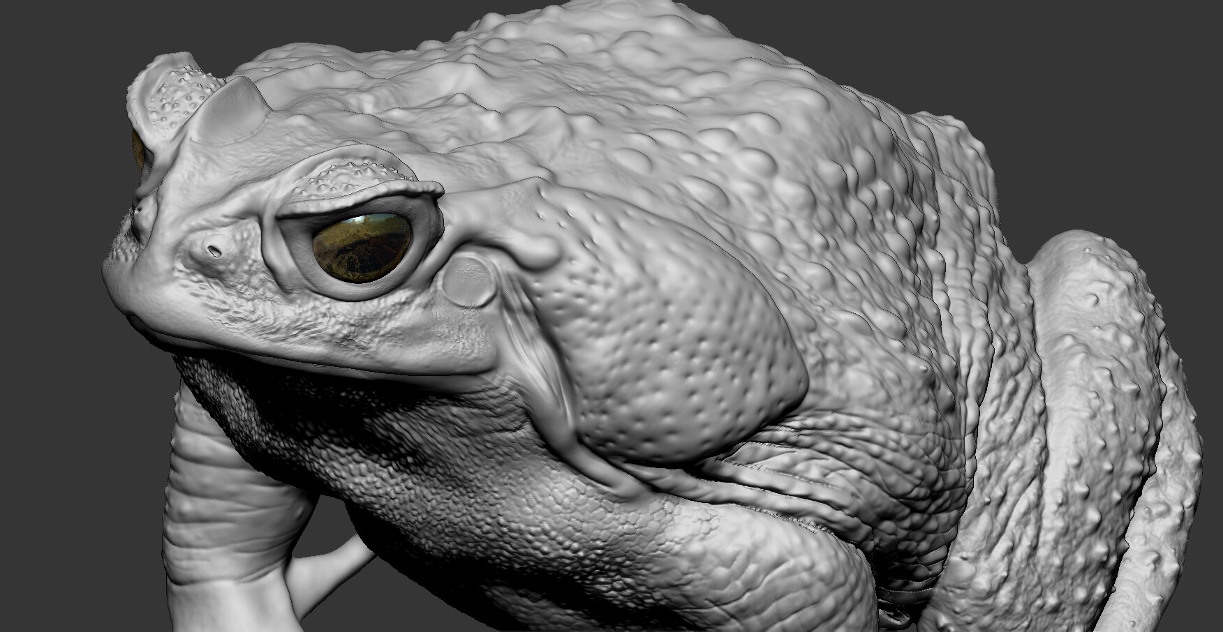 ArtStation - Cane toad. 3D. ZBRUSH