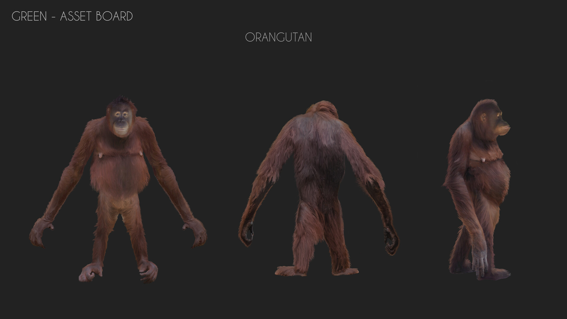ArtStation - Orangutan Researches and Anatomy analysis