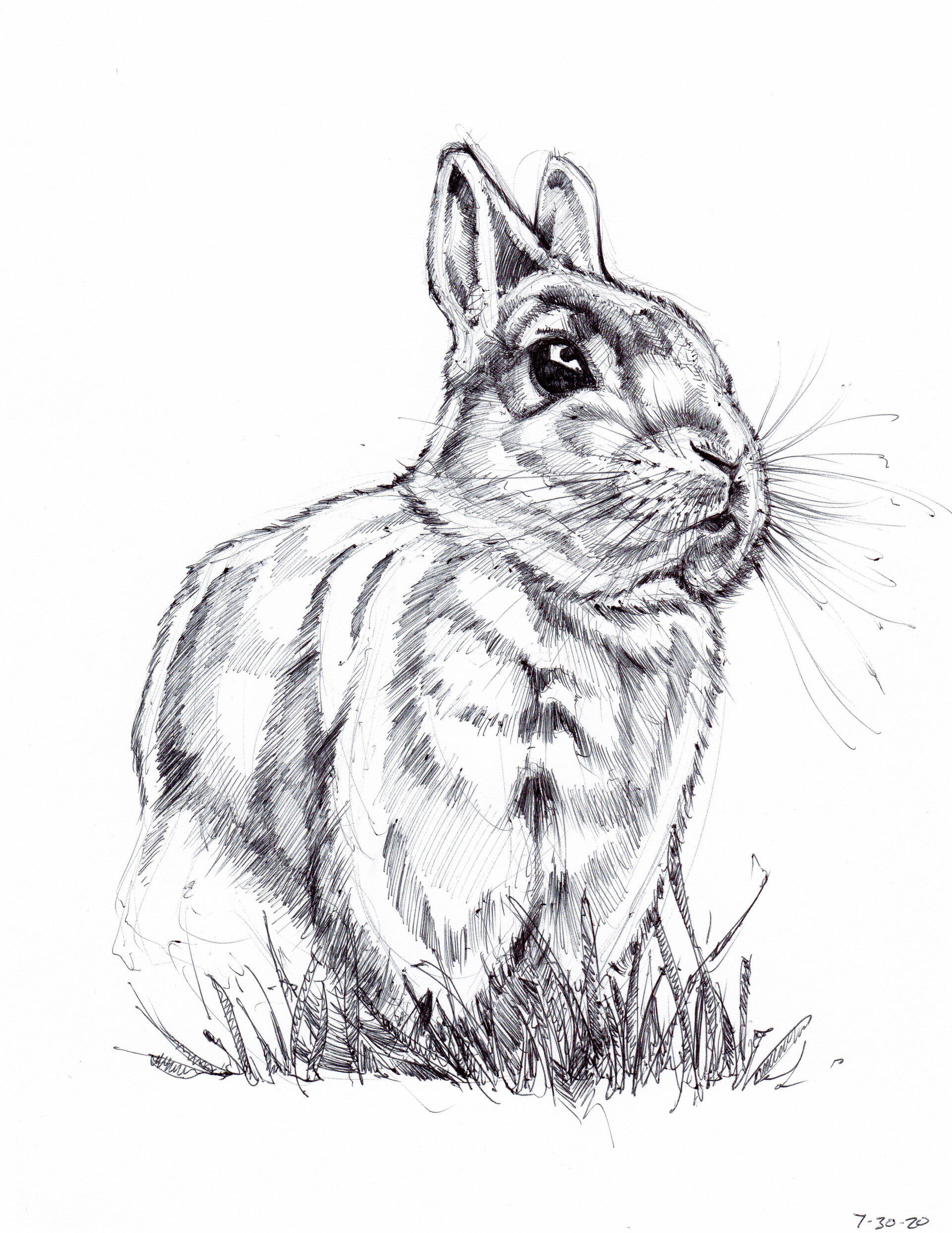 ArtStation - Daily Drawing Series 002 - Timelapse Bunny Sketch - Black ...